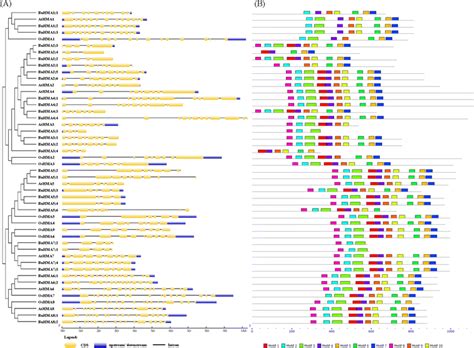 hmagene structures and conserved motif analysis exon intron structures