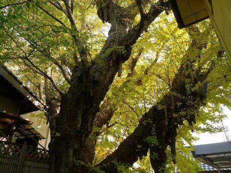 正円寺の大イチョウ 山口県下関市 日本隅々の旅 全国観光名所巡りグルメ日記