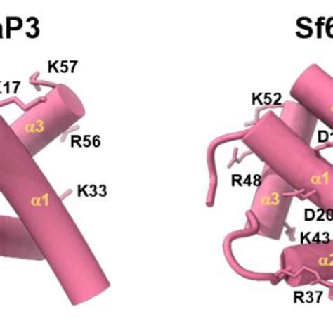 Ters N Terminal Helix Turn Helix Motif Involved In Dna Binding