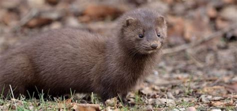 Bite Marks In Mink Experiment Faunalytics