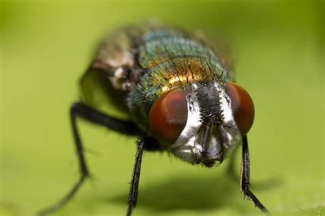 Calliphoridae