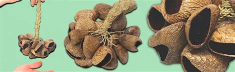 Gmp Pangi Seed Shell Shakernutshell Percussion Sound