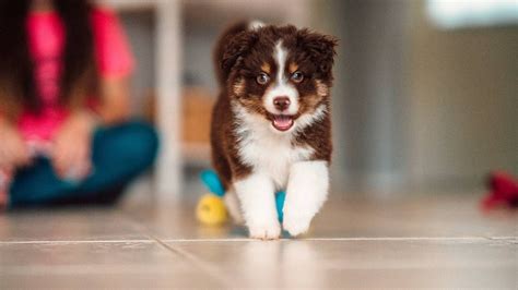 Enseña A Tu Perro A Reconocer Su Nombre Primera Edición