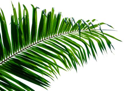 Coconut Leaf PNGs For Free Download