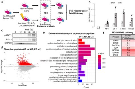 转座元件通过 Rig I 介导的病毒传感途径增强放射治疗诱导的细胞免疫反应 Communications Biology X Mol
