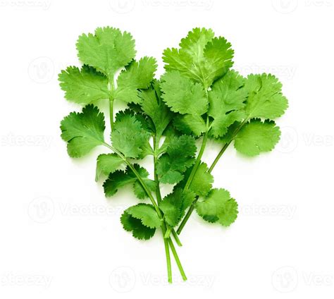 Coriander Or Cilantro Leaves Isolated On White Background Bunch Of