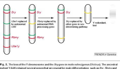 Y Chromosome Sry