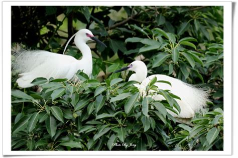 春來大安公園生機旺 鷺鳥銜枝築巢忙小白鷺篇附詩 jong2020 的部落格 udn部落格