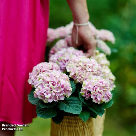 Hydrangea Macrophylla Magical Revolution Indoor