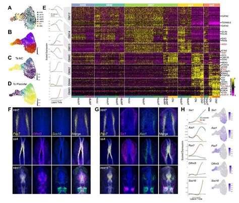Npb Gene Module Analysis Reveals Temporal Hierarchy Of Gene Expression