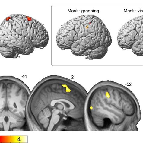 Brain Activity Associated With Tracking Error A Render And Overlays Download Scientific
