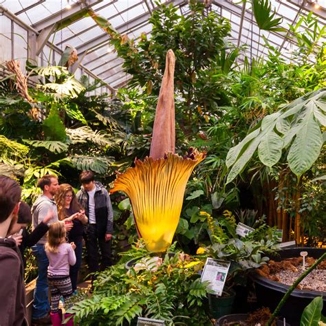 Rare Smelly Corpse Flower Blooms In Australia Newstalk