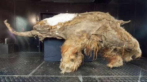39000 Yr Old Mammoth Carcass Hints Earliest Human Presence In Arctic