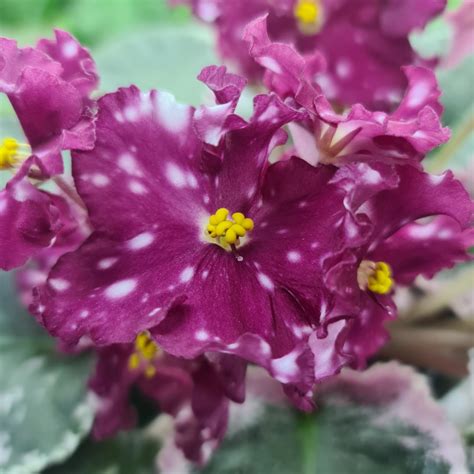 Фиалка Rivermist Zeeva