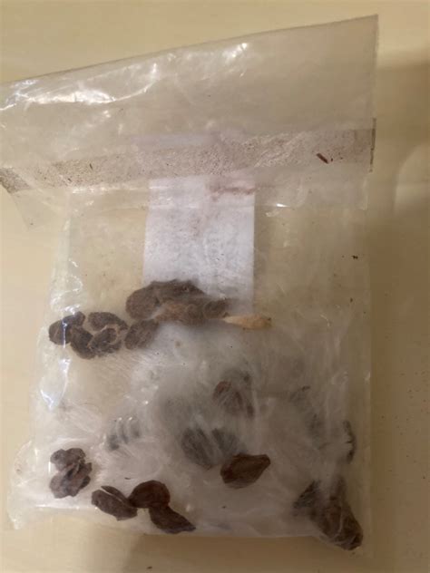 Seedling Identification