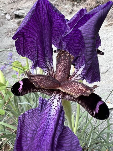 Iris Paradoxa From ազգային պարկ Armenia Am On June 3 2023 At 05 00 Pm By Dmitry Kutcherov