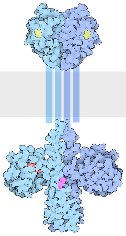 Pdb 101 Molecule Of The Month Two Component Systems