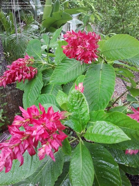 Tropicals Tender Perennials Tropical Garden By Dyzzypyxxy
