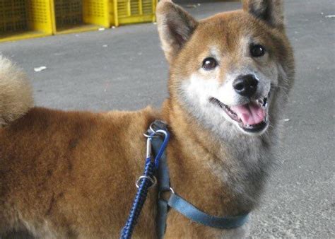 17岁失智老柴犬跑不动，醒来看不到主人家忧伤落泪，网民：心碎了宠界新闻