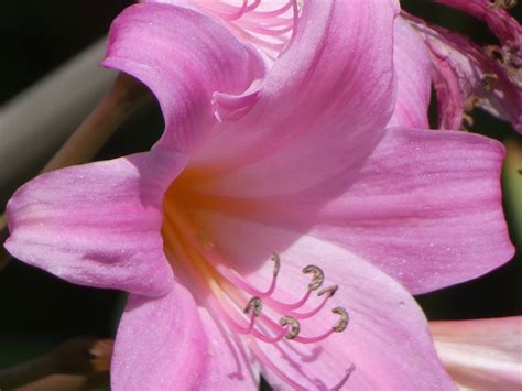 Pink Lily Flower Free Photo On Pixabay Pixabay