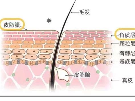 水媚蛙：破坏了角质层应该如何恢复？百媚蛙 站酷zcool