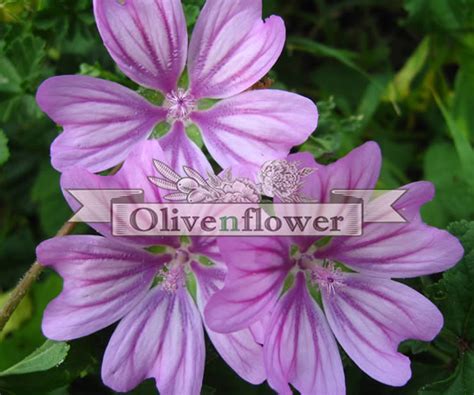 Μολόχα αποξηραμένη 4 χρήσεις που αξίζει να γνωρίζετε