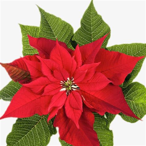 Isa Reda Ahlia University Department Of Interior Design Research Profile