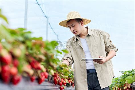 大棚内果农照看草莓高清图片下载 正版图片507705154 摄图网