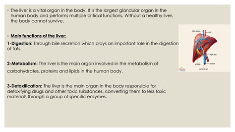 Solution Liver Function Test Bio 421 Studypool