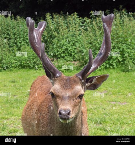 Close Up Head Shot Of A Sika Deer Stag With Its Antlers In Full Velvet