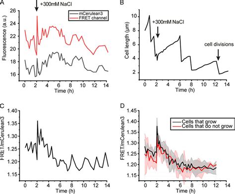 Single Cell Analysis In Microfluidics Monitored By Confocal