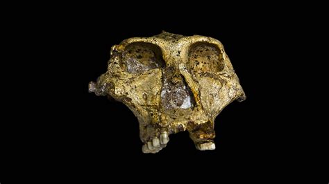 Australopithecus Aethiopicus Skull