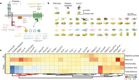 Development And Use Of Cellular Behavioural Landscapes To Describe