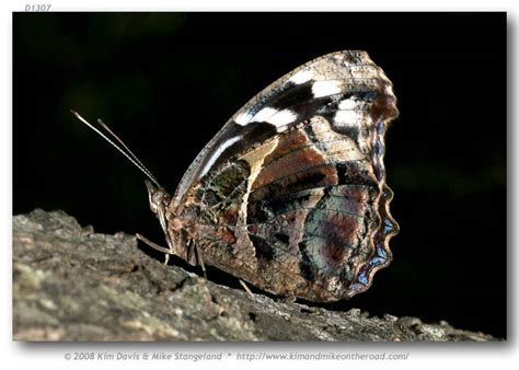 Myscelia E Ethusa Mexican Bluewing