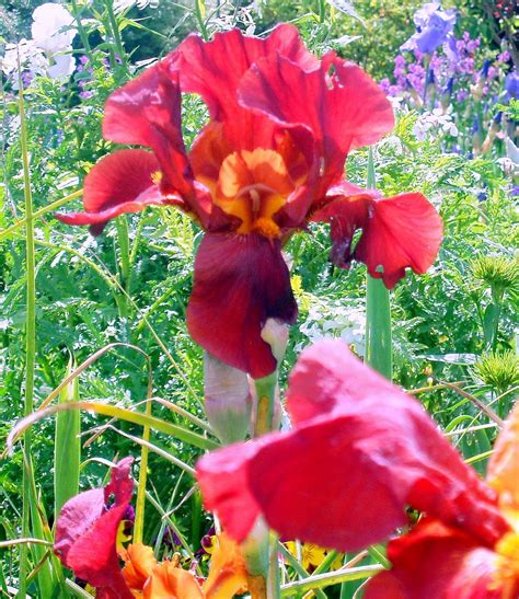 Im Genes De Flores Y Plantas Iris