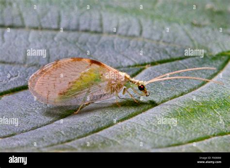 Green Lacewing Hemerobius Marginatus Brauerobius Marginatus Sitting