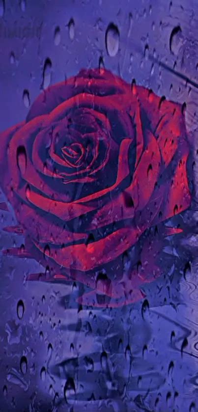 Rainy Red Rose Wallpaper Free Download