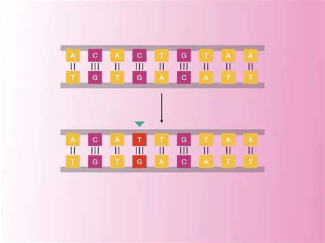 Genetic Education — What Is A Point Mutation