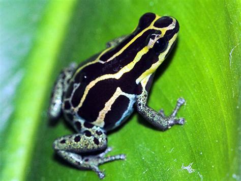 Vivariumsranitomeya Amazonica Tropical Hobbies