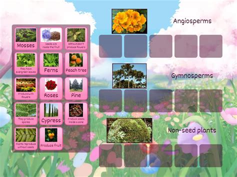 Seed And Non Seed Plants Group Sort