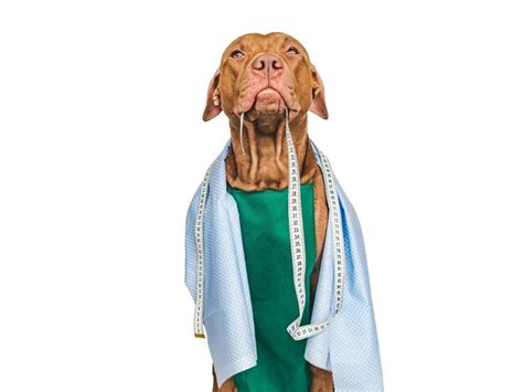 Fotos De Perro Asustado Meme 81 000 Fotos De Stock Gratuitas De Gran