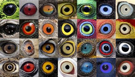 Birds Eyes Crusted Shut At Martha Cannon Blog
