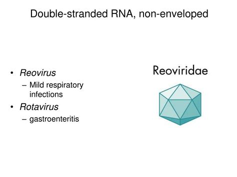 Ppt Single Stranded Dna Non Enveloped Powerpoint Presentation Free