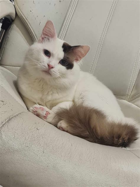 Продавам котка порода Рагдол гр София Банишора • Olx Bg