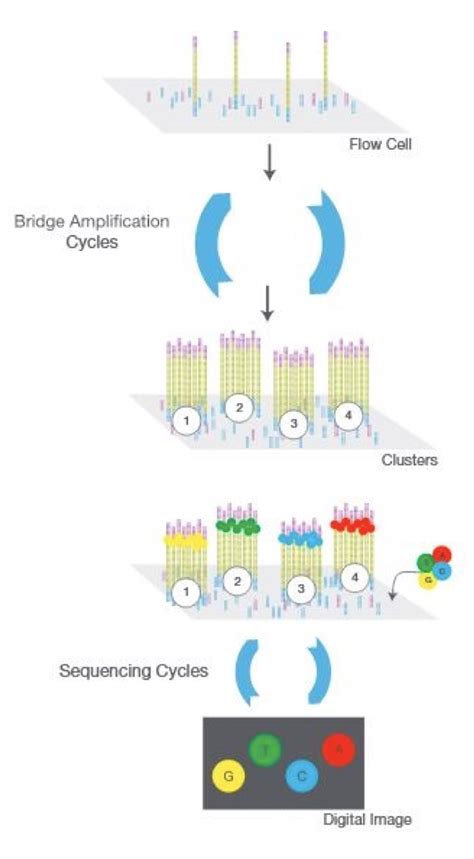 Lab 4 Sequencing Techniques And Preprocessing Genomics With R For Biologists