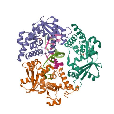 Rcsb Pdb 4wuz Crystal Structure Of Lambda Exonuclease In Complex