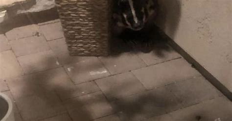 Basic Badger Taxonomy Album On Imgur