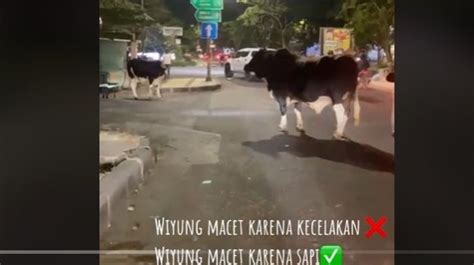 Viral 2 Ekor Sapi Bikin Macet Di Jalan Raya Wiyung Surabaya Warganet Sudah Biasa