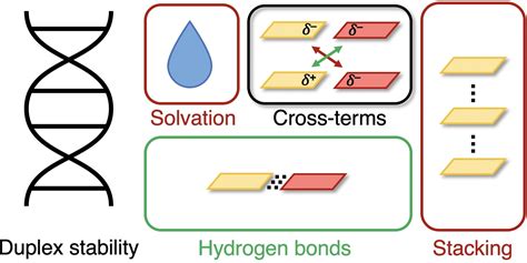 Nucleotide Bases With Their Complementary Partners