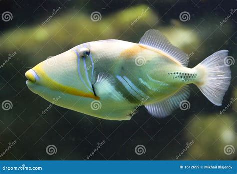 Picasso Triggerfish 3 Stock Image Image Of Cold Marine 1612659